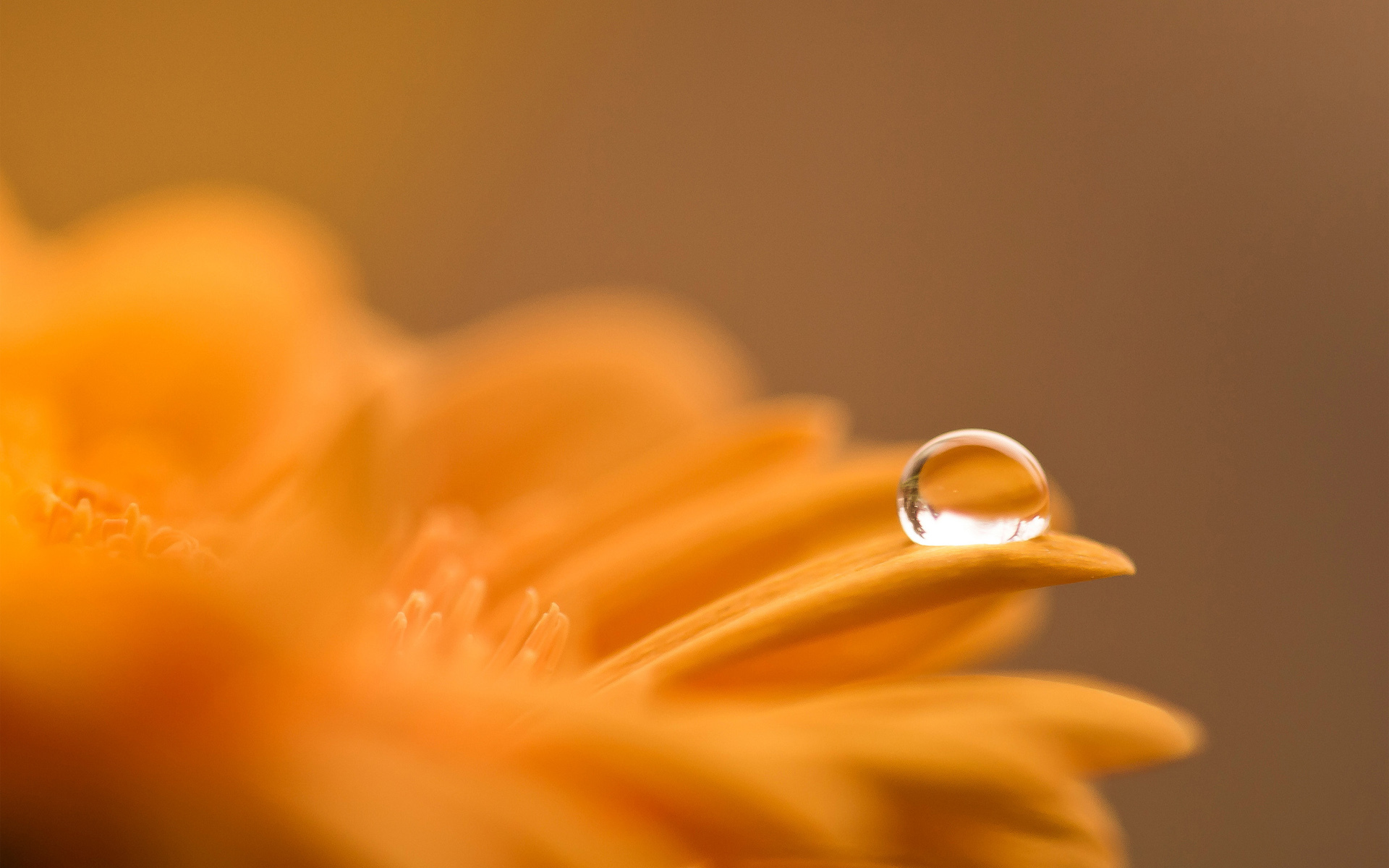 Flowers With Dew Wallpapers - Wallpaper Cave