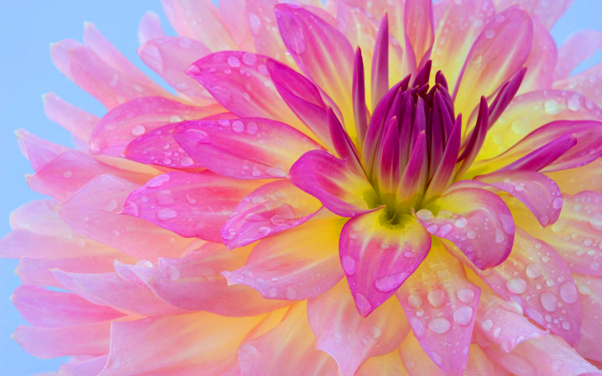 Flowers With Dew Wallpapers - Wallpaper Cave