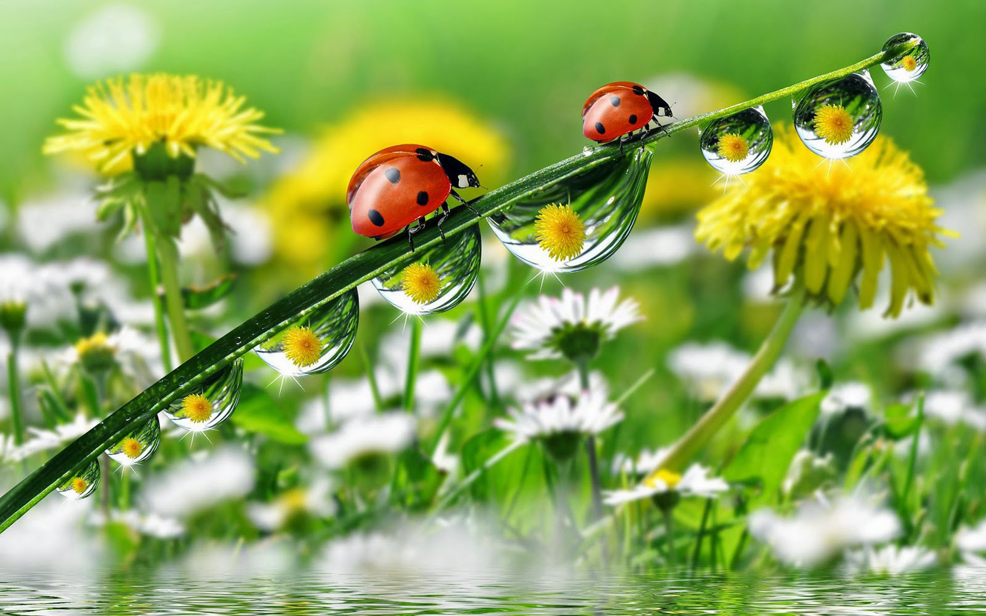 Flowers With Dew Wallpapers Wallpaper Cave