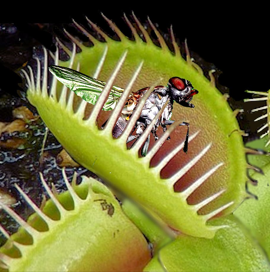 Venus Flytrap Wallpapers - Wallpaper Cave