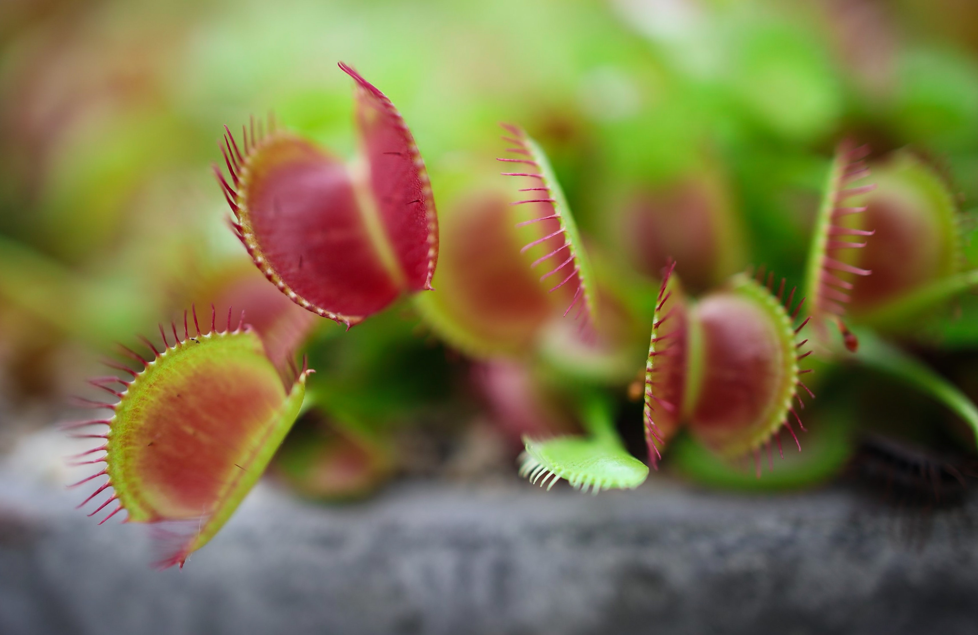 Venus Flytrap Wallpapers - Wallpaper Cave
