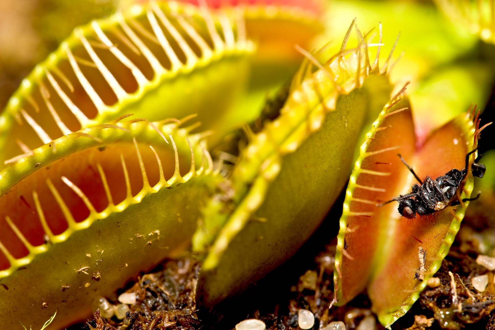 Venus Flytrap Wallpapers Wallpaper Cave Venus Flytrap Wallpapers Wallpaper Cave