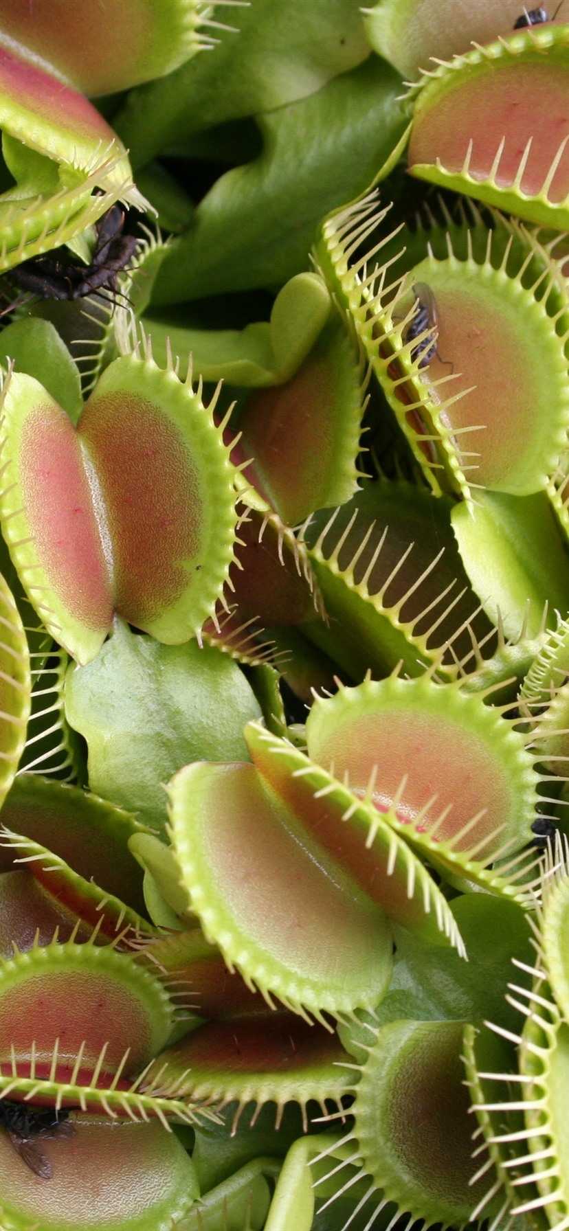 Venus Flytrap Wallpapers - Wallpaper Cave