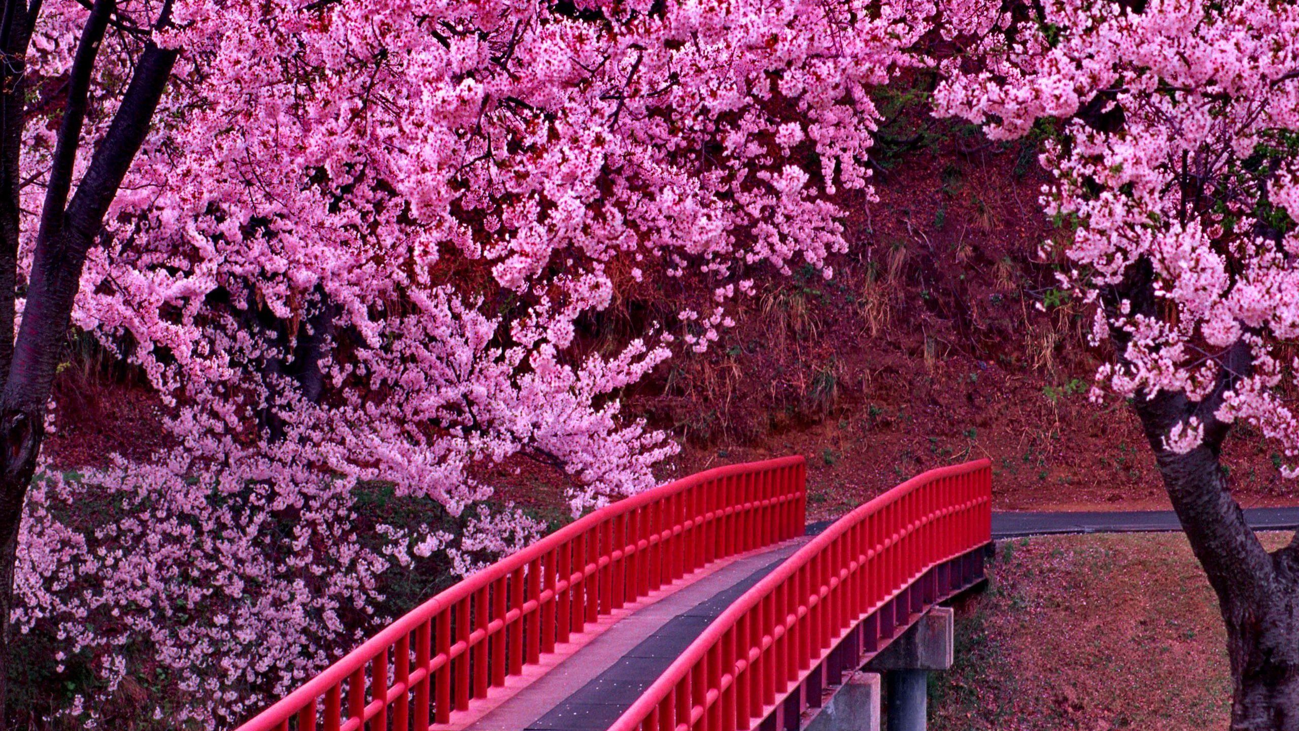 Japanese Cherry Tree Wallpapers - Wallpaper Cave