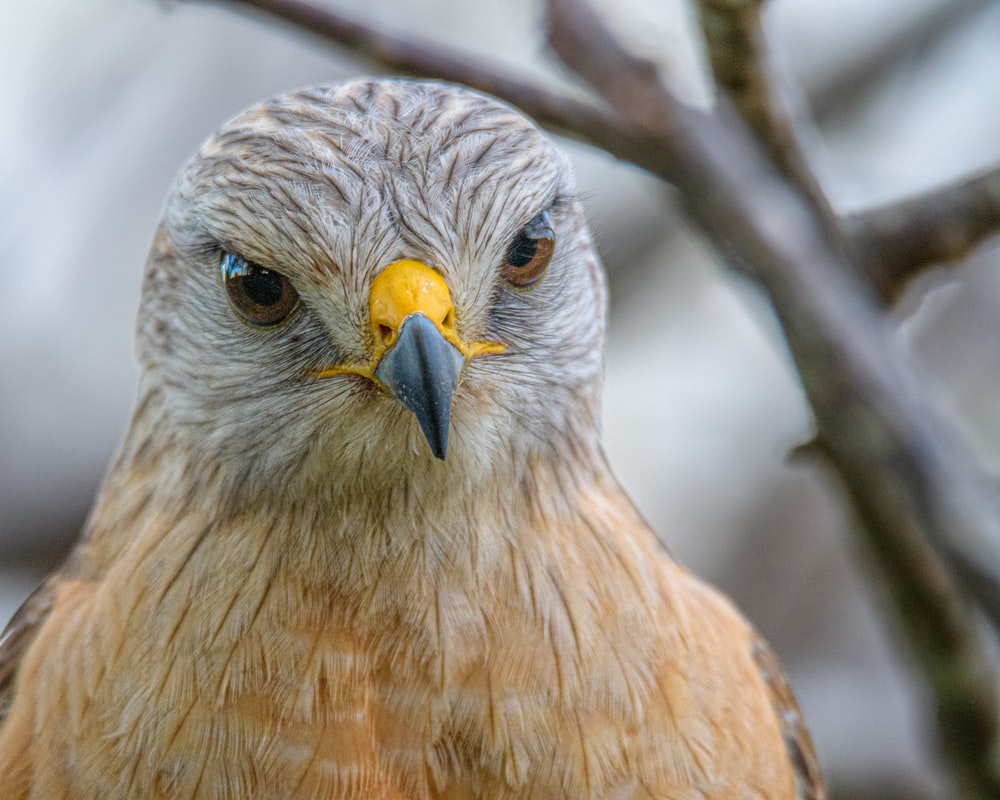 Kite Bird Wallpapers - Wallpaper Cave