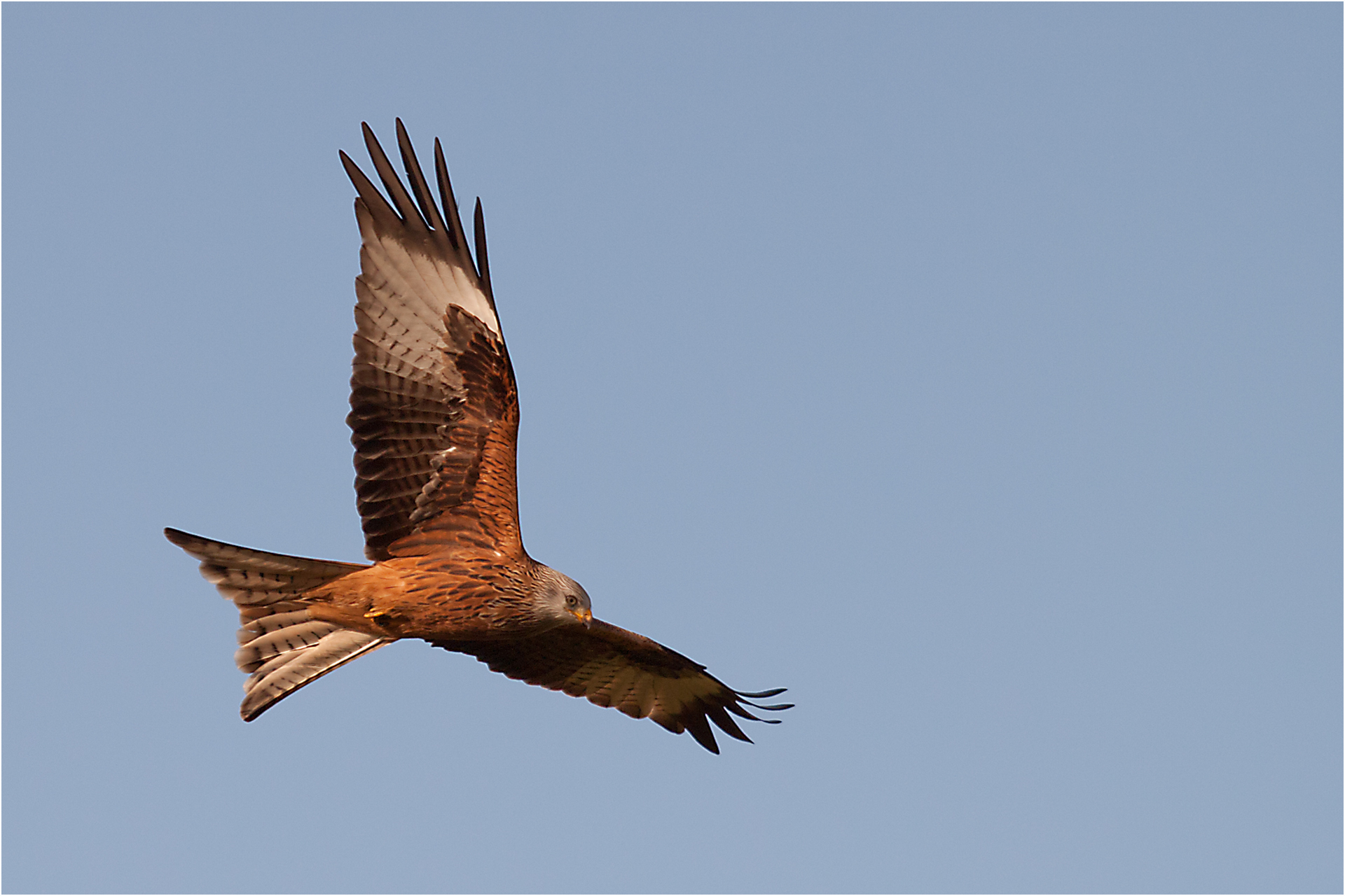 Kite Bird Wallpapers - Wallpaper Cave