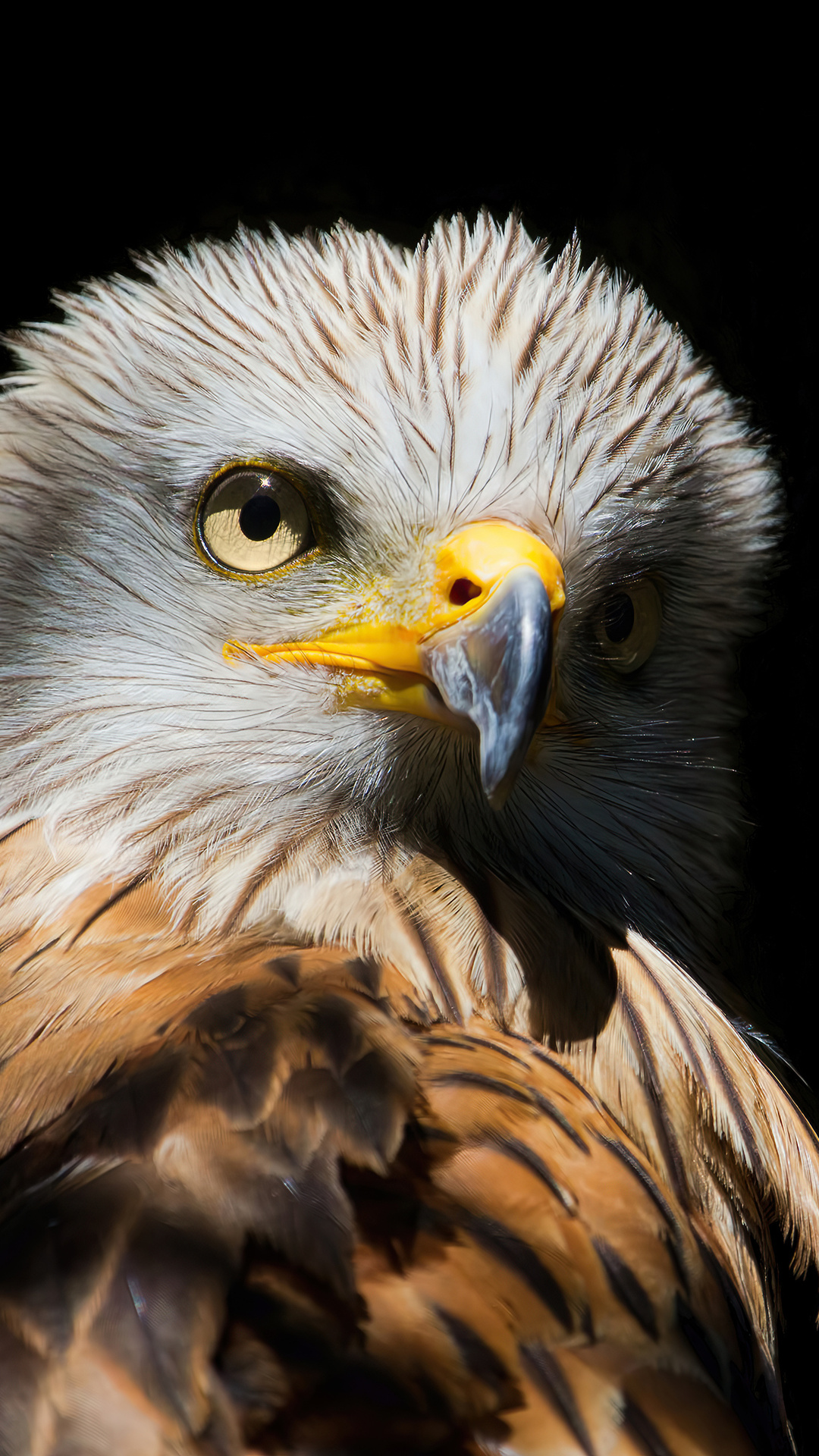 Kite Bird Wallpapers - Wallpaper Cave