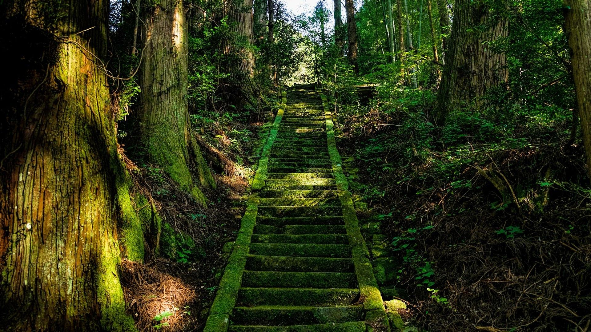 Japanese Forest Wallpapers - Wallpaper Cave