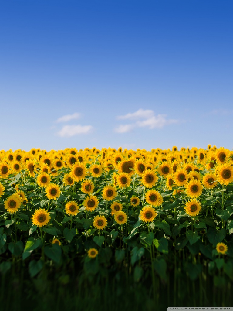 Aesthetic Blue And Yellow HD Wallpapers - Wallpaper Cave