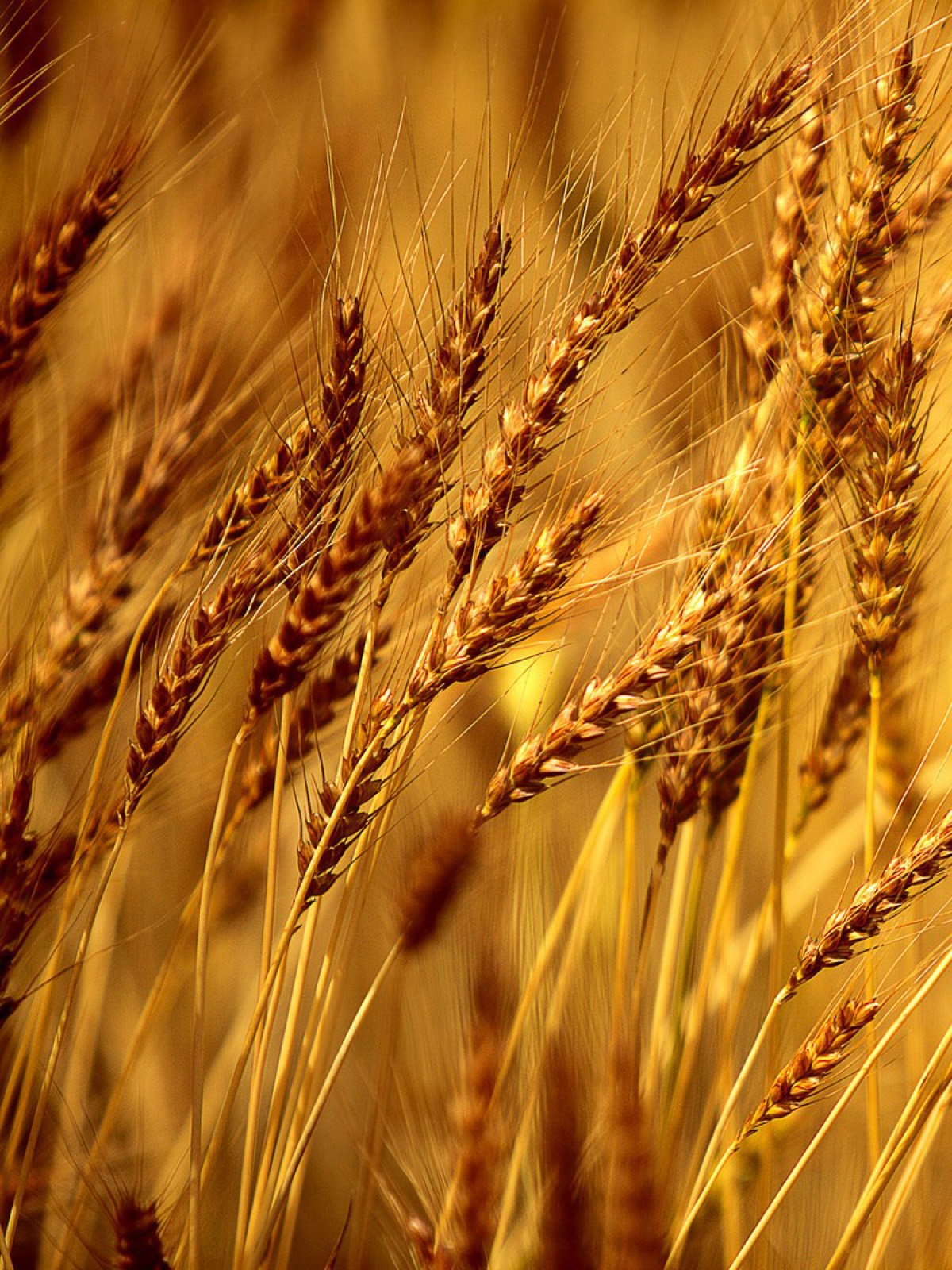 Wheat Field Mobile Wallpapers - Wallpaper Cave
