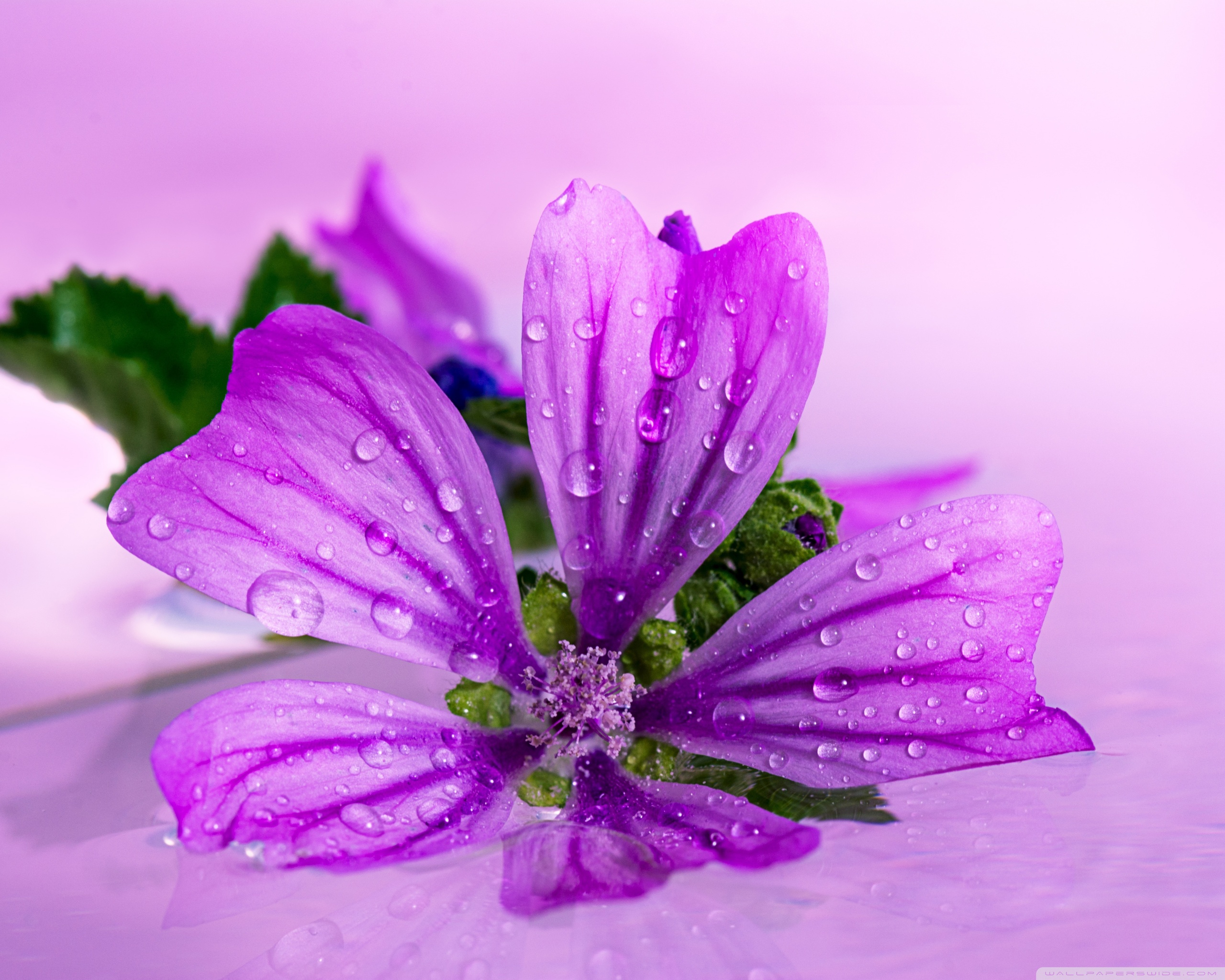 Mallow Flower Wallpapers - Wallpaper Cave