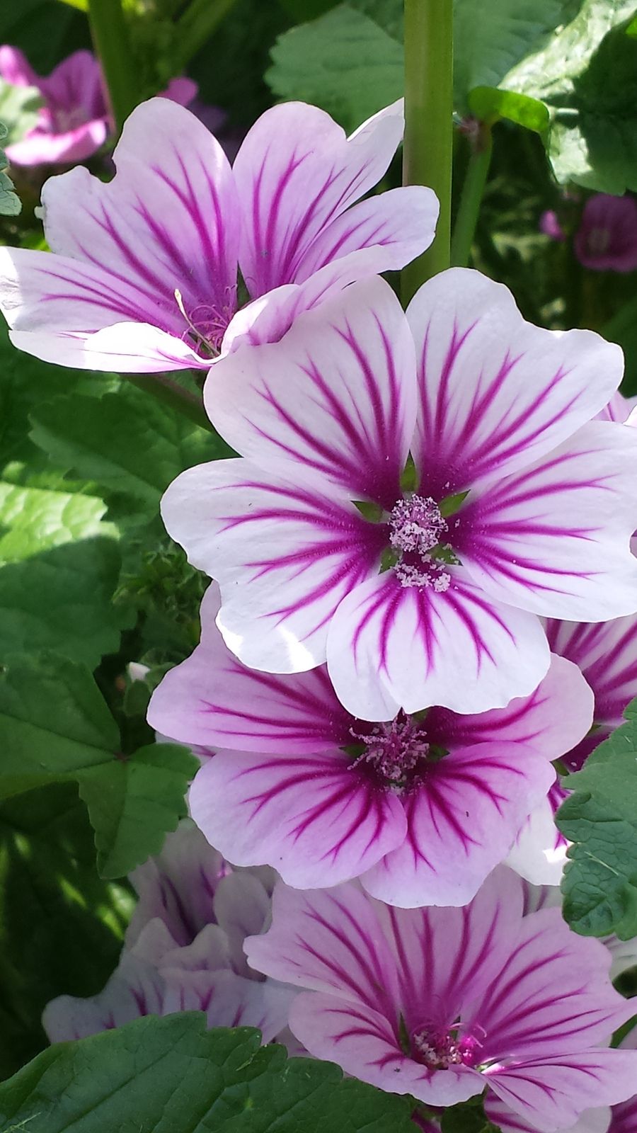 Mallow Flower Wallpapers - Wallpaper Cave