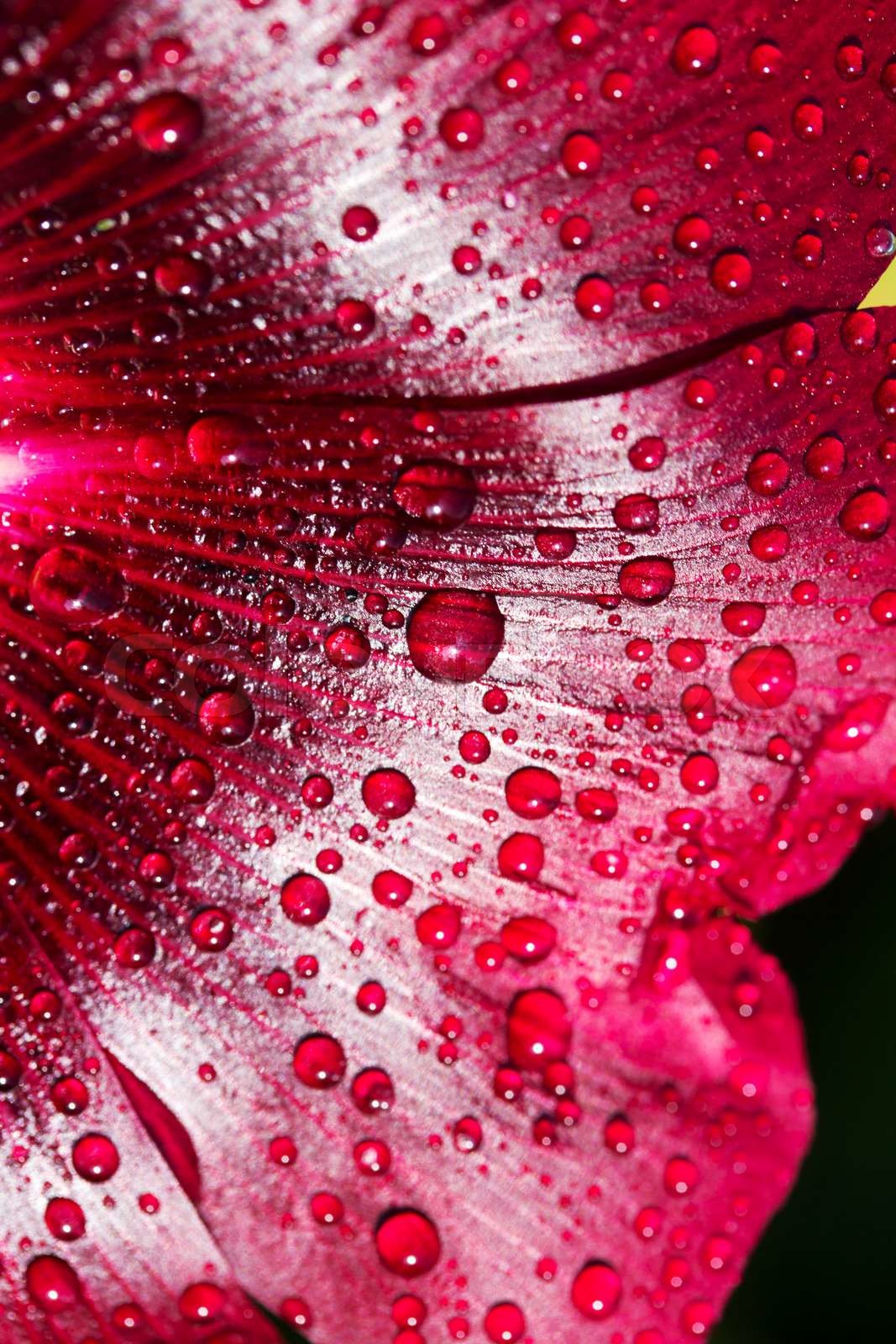 Mallow Flower Wallpapers - Wallpaper Cave