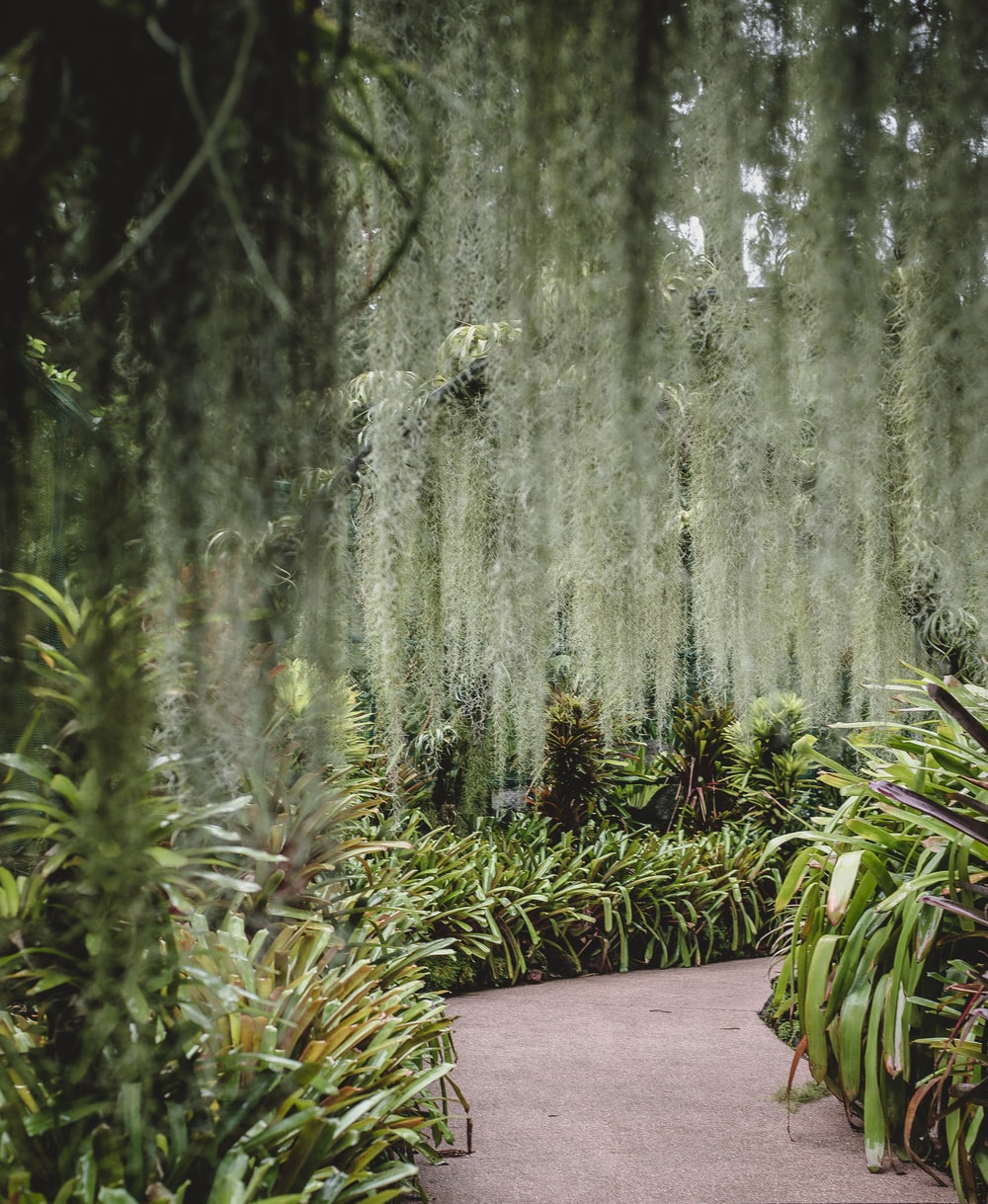 Botanical Garden Wallpapers - Wallpaper Cave