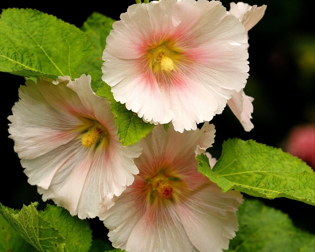 Mallow Flower Wallpapers - Wallpaper Cave