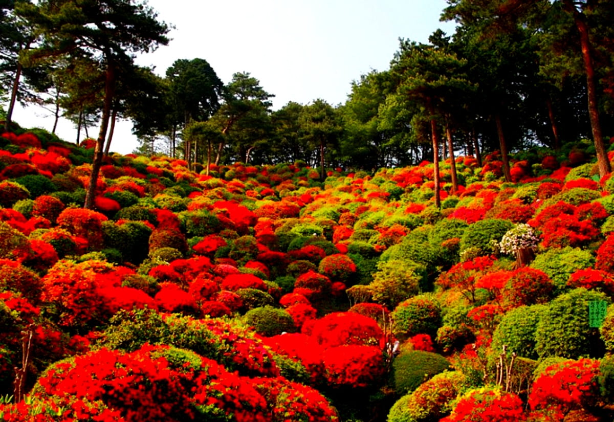 Botanical Garden Wallpapers - Wallpaper Cave