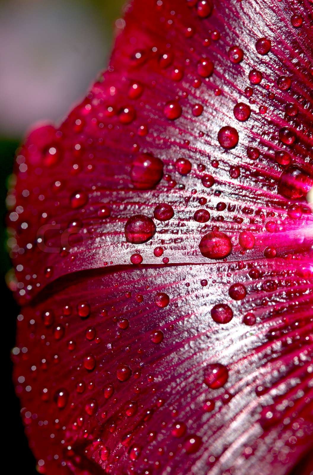 Mallow Flower Wallpapers - Wallpaper Cave