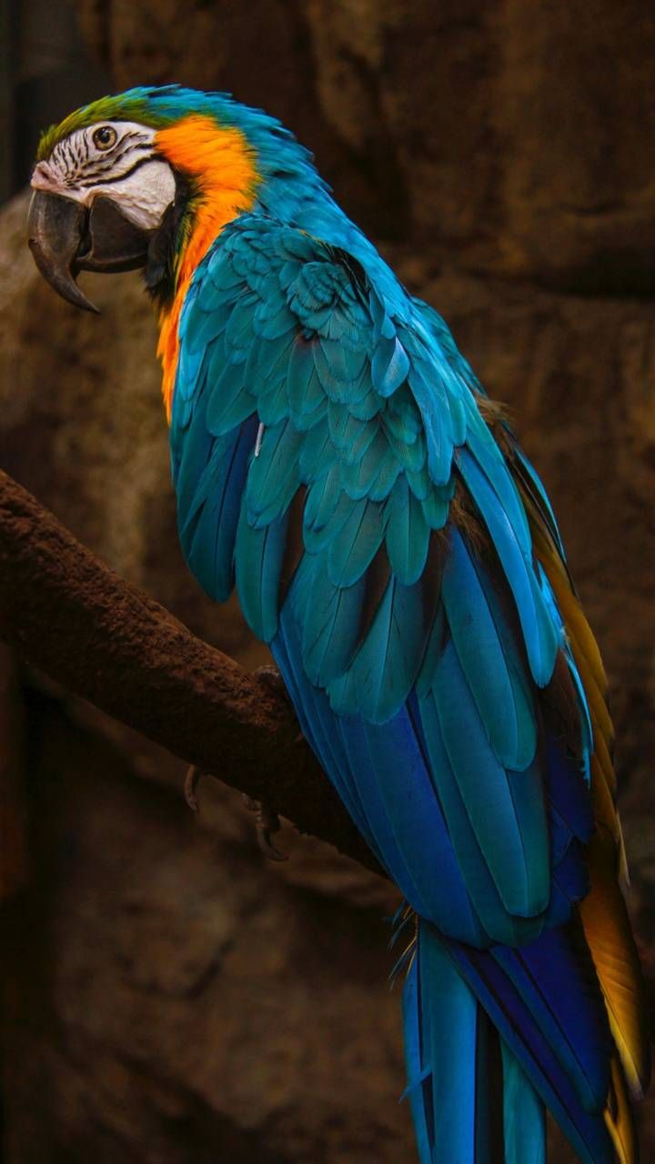 Parrot 4k Mobile Wallpapers - Wallpaper Cave
