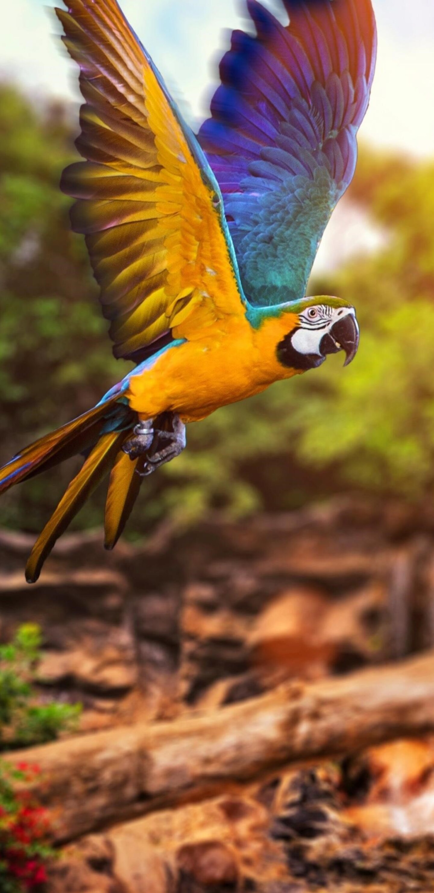 Parrot 4k Mobile Wallpapers - Wallpaper Cave