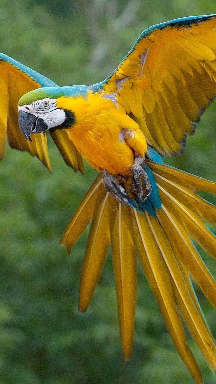 Parrot 4k Mobile Wallpapers - Wallpaper Cave