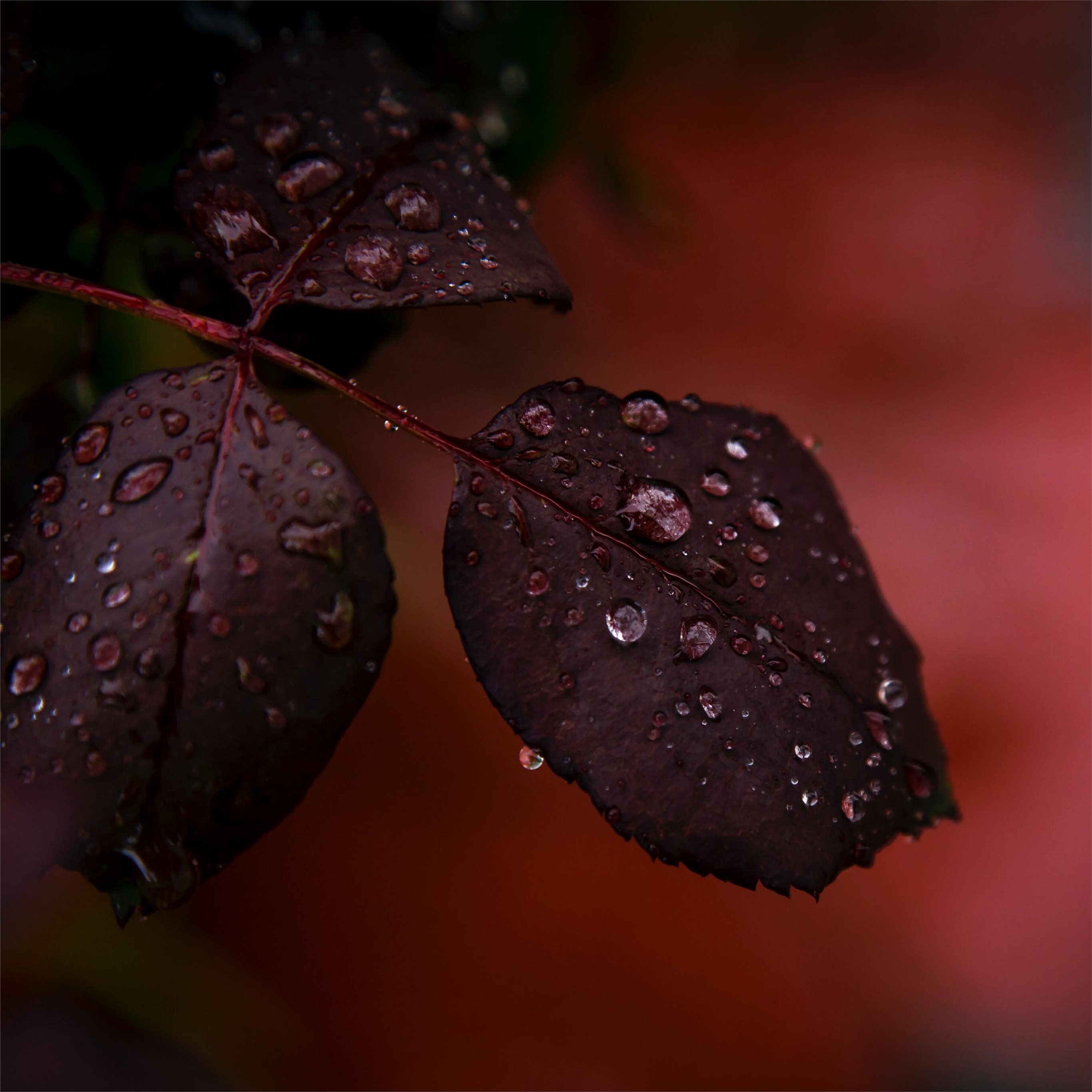 Dewdrops Wallpapers - Wallpaper Cave
