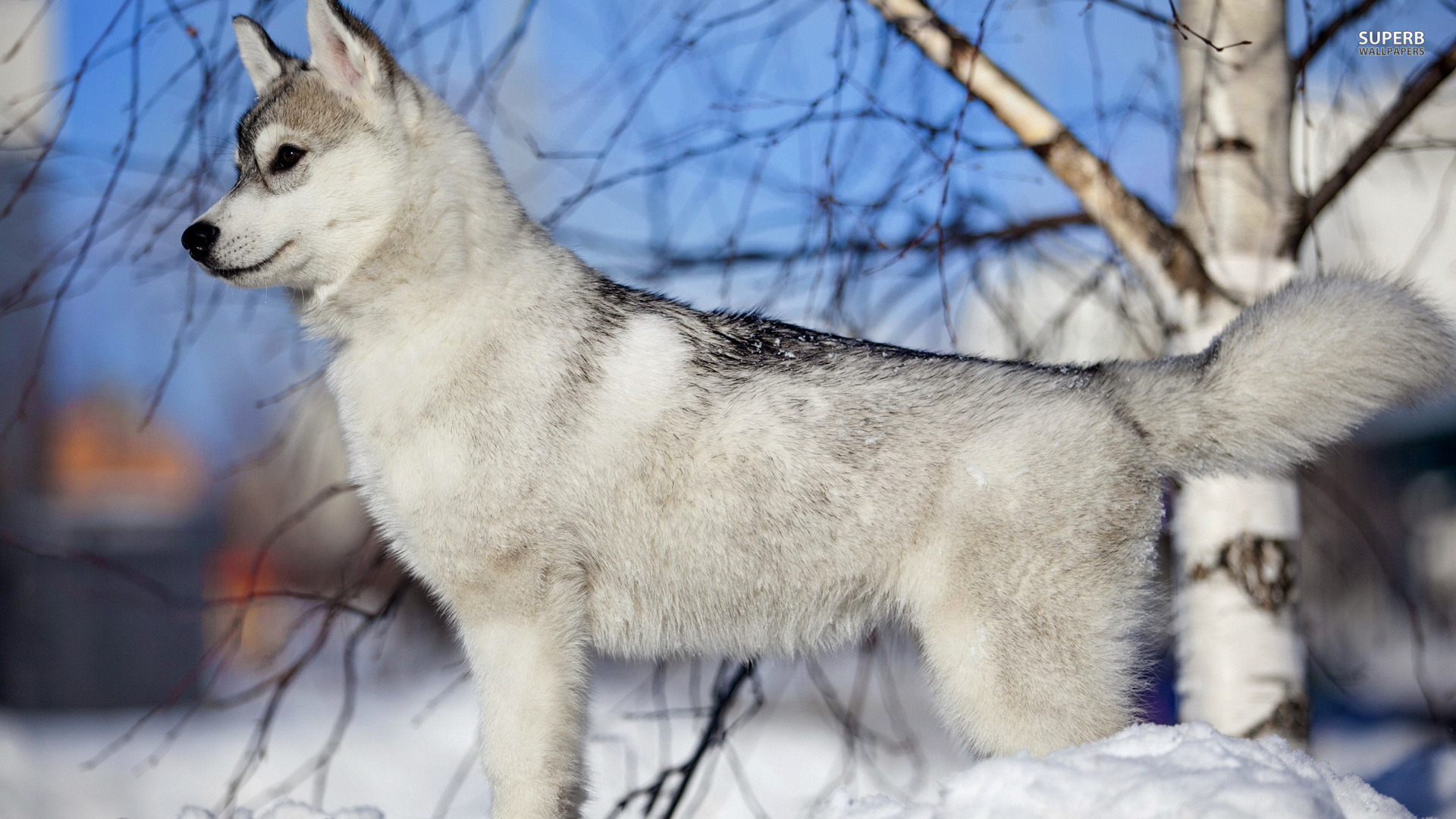 Husky Computer Wallpapers - Wallpaper Cave