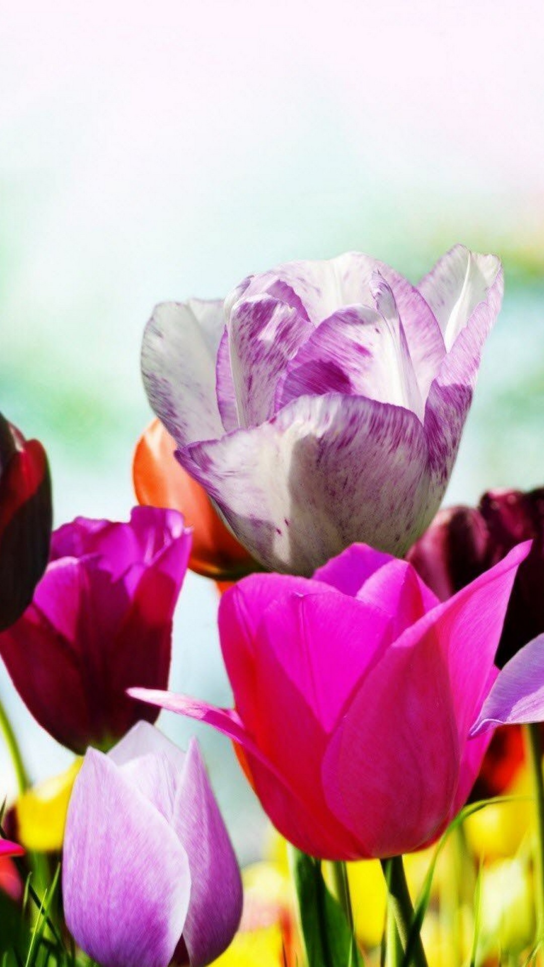 2022 Spring Wallpapers - Wallpaper Cave