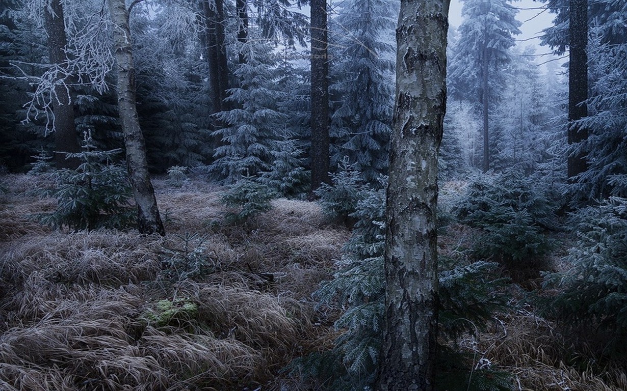 Cold Forest Wallpapers - Wallpaper Cave