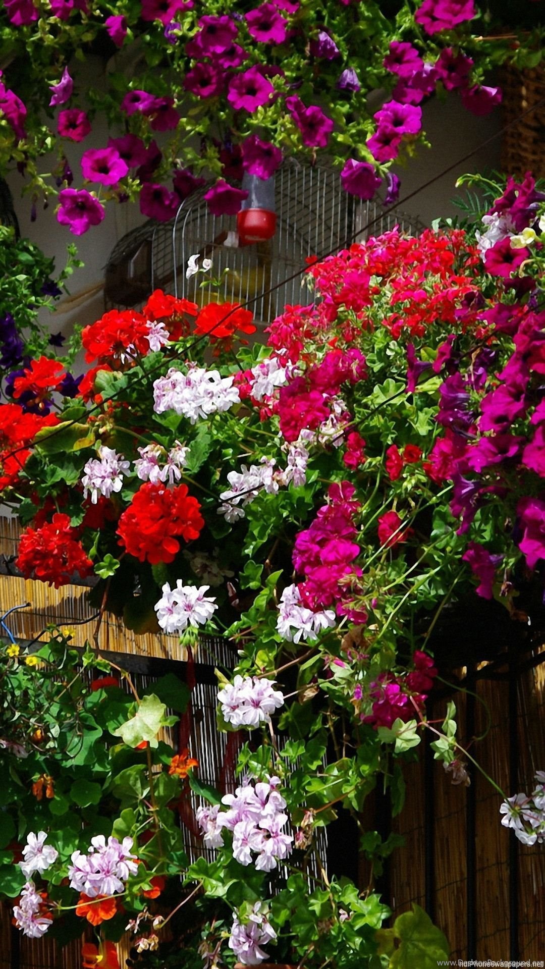 Colorful Beauty Wallpapers - Wallpaper Cave