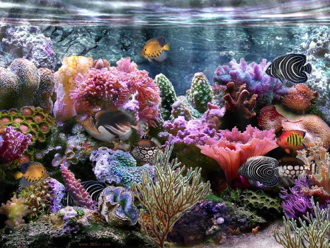 Ocean Reef Wallpapers - Wallpaper Cave
