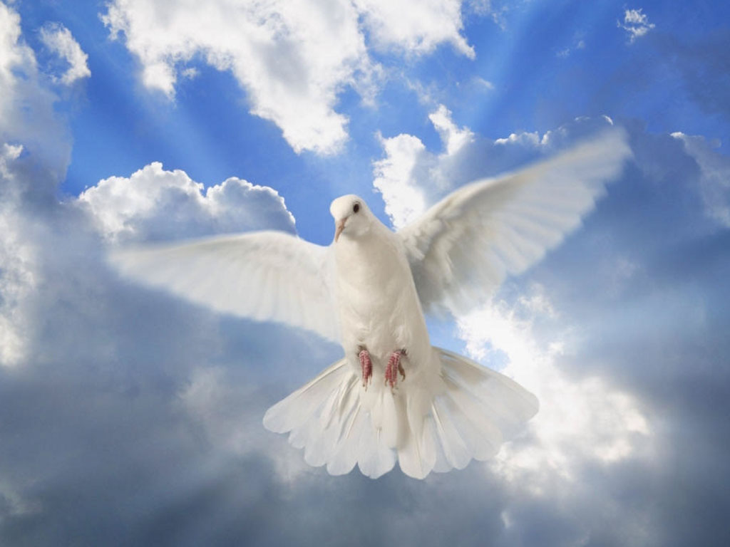 White Dove Desktop Wallpapers - Wallpaper Cave