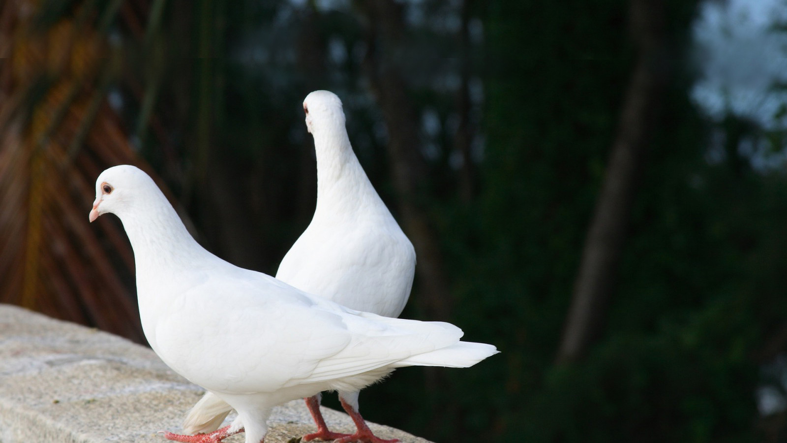 White Dove Desktop Wallpapers - Wallpaper Cave