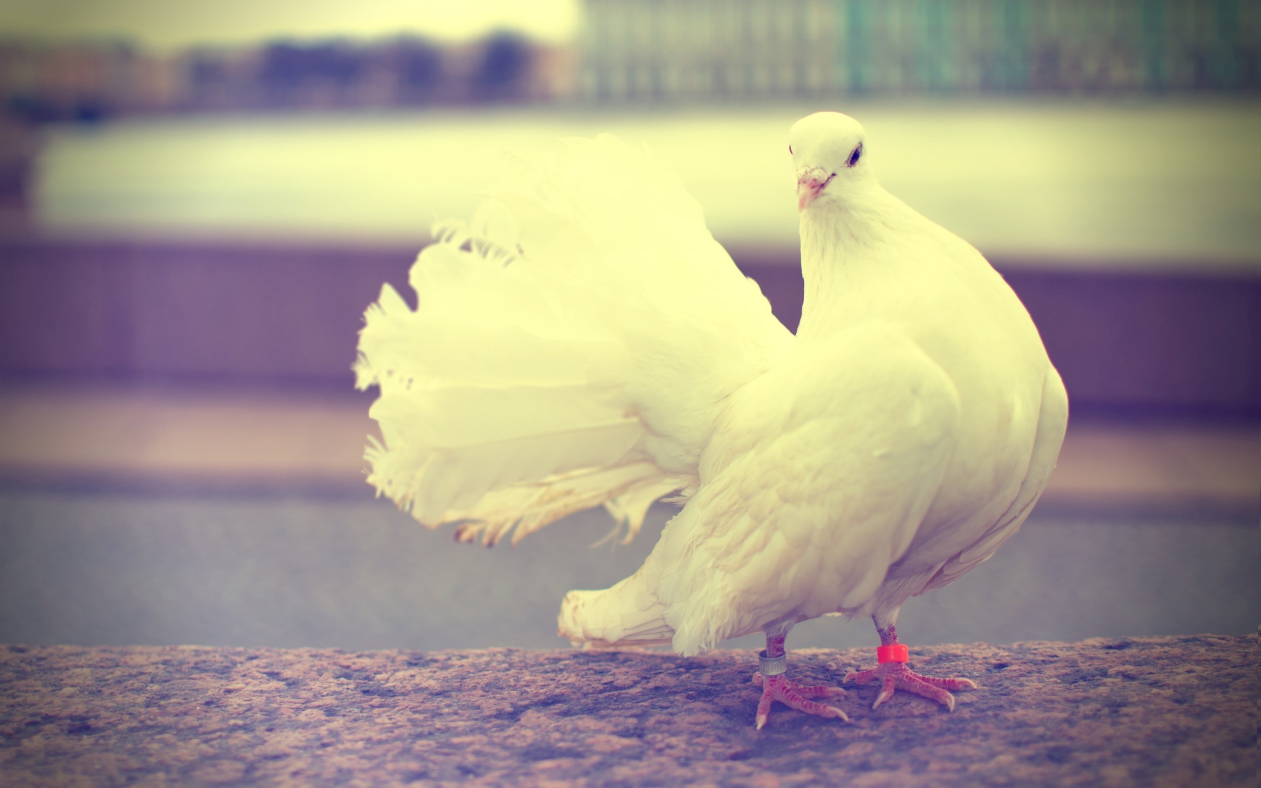 White Dove Desktop Wallpapers - Wallpaper Cave