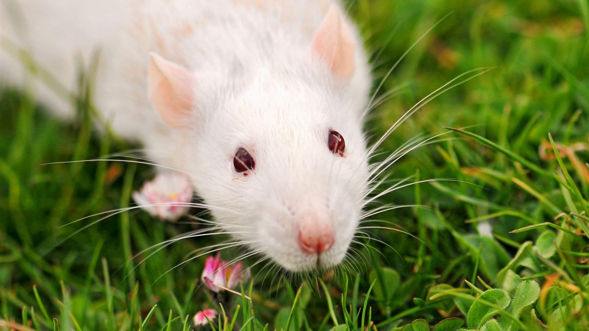 Pet Rat Wallpapers - Wallpaper Cave