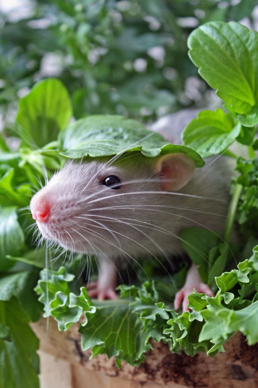 Pet Rat Wallpapers - Wallpaper Cave
