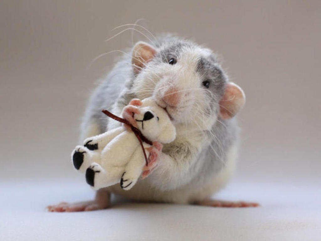 Pet Rat Wallpapers - Wallpaper Cave