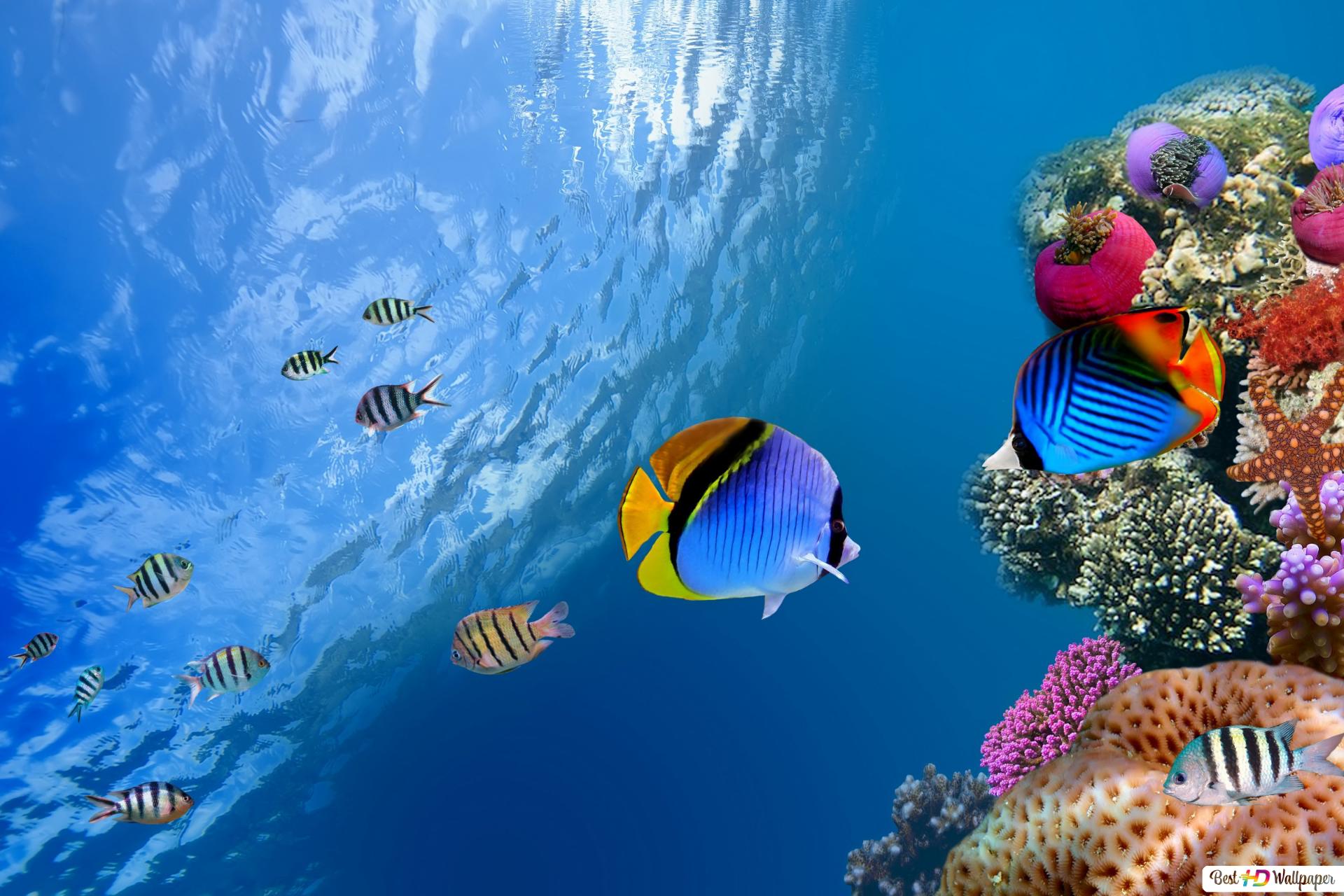 Bottom Of The Sea Wallpapers - Wallpaper Cave