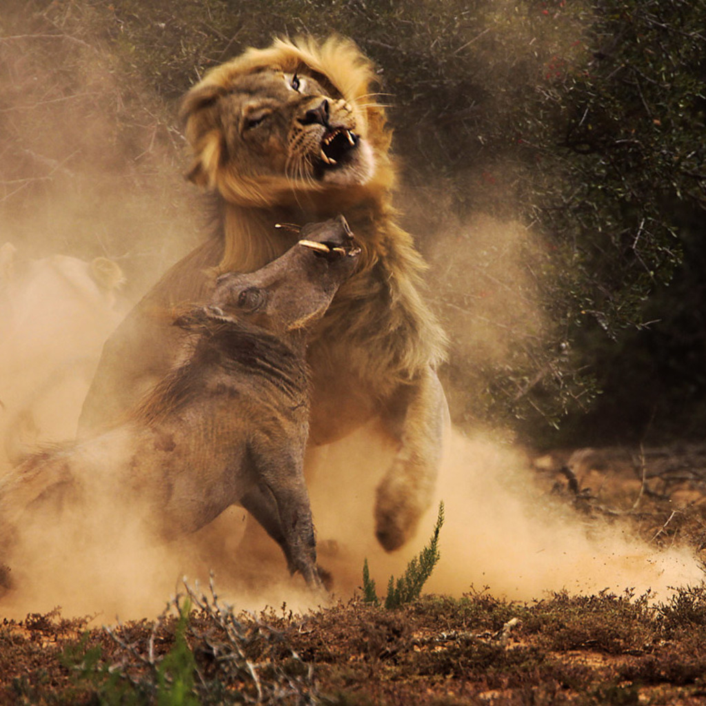 Lion Fight Wallpapers - Wallpaper Cave