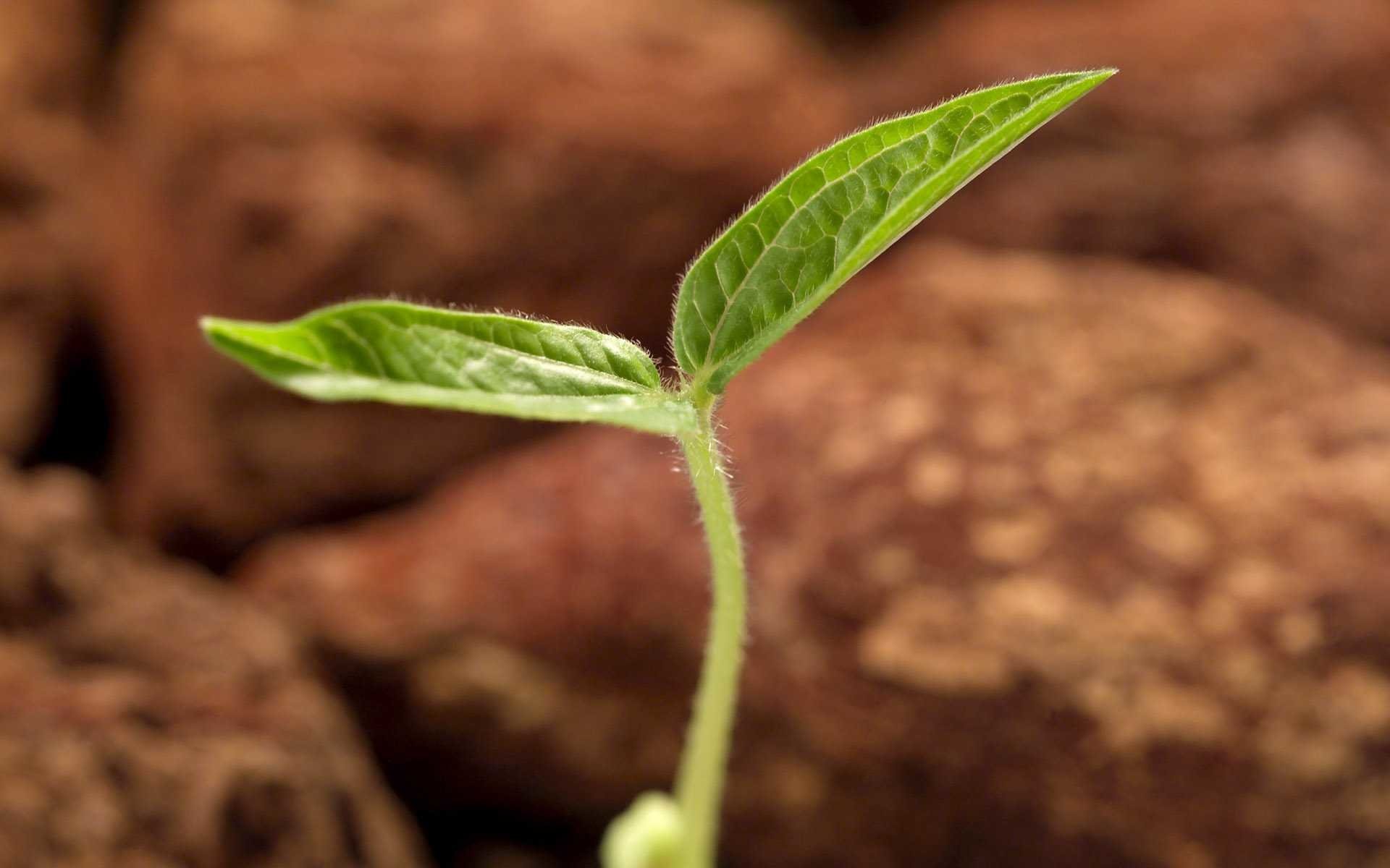 Sprout And Soil Wallpapers - Wallpaper Cave