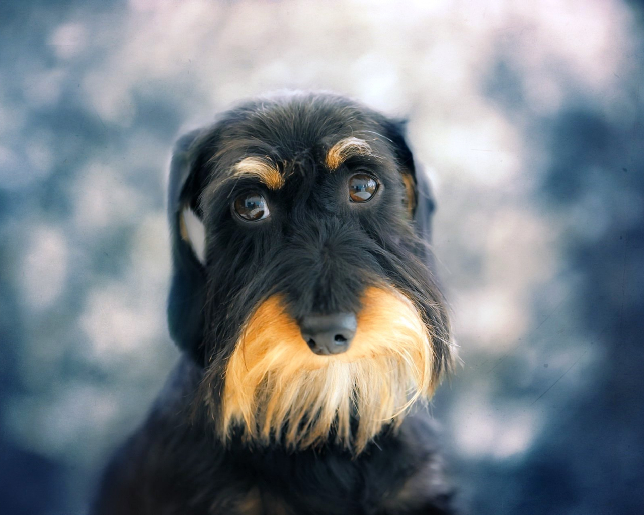 Airedale Terrier Wallpapers - Wallpaper Cave