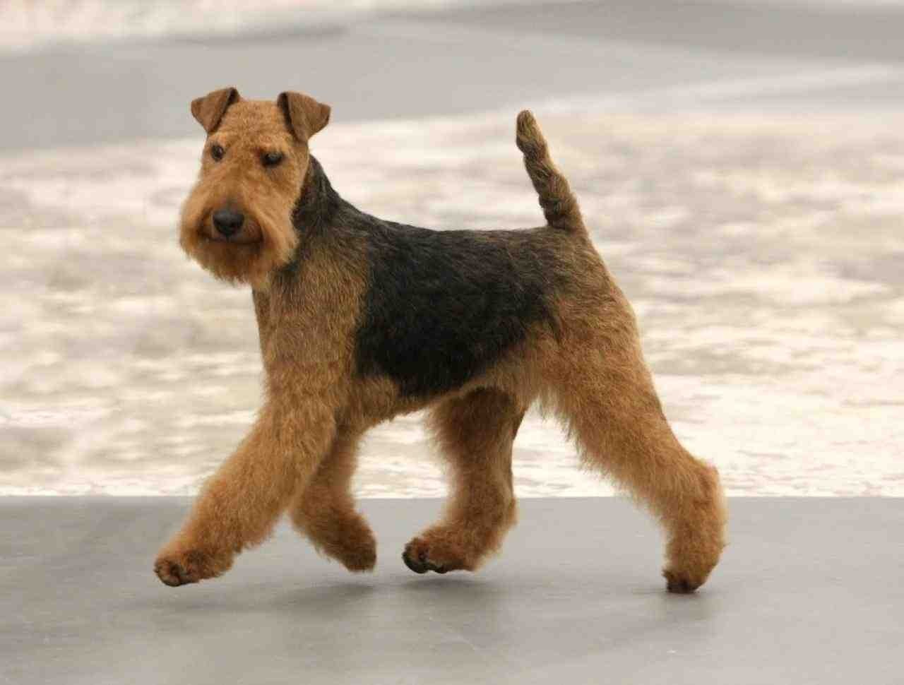 Airedale Terrier Wallpapers - Wallpaper Cave