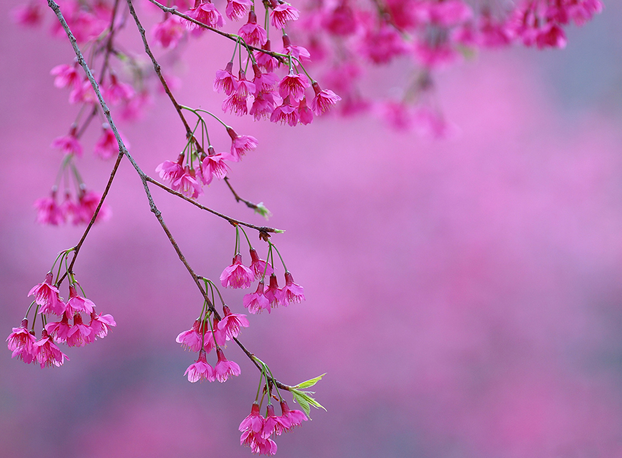 Spring Flowers And Trees Wallpapers - Wallpaper Cave