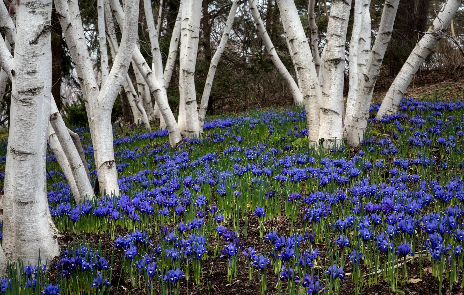 Spring Flowers And Trees Wallpapers - Wallpaper Cave