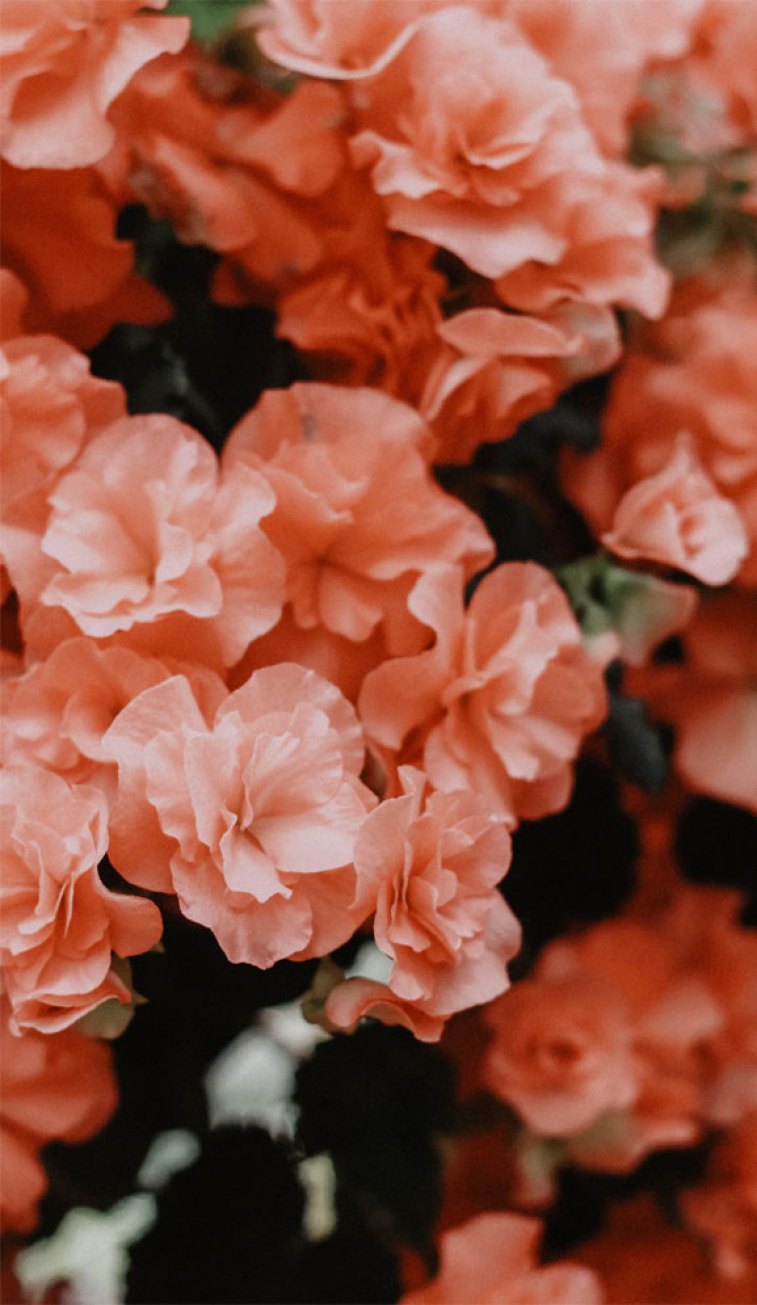 Peach Spring Wallpapers - Wallpaper Cave