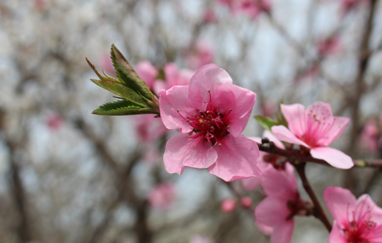 Peach Spring Wallpapers - Wallpaper Cave