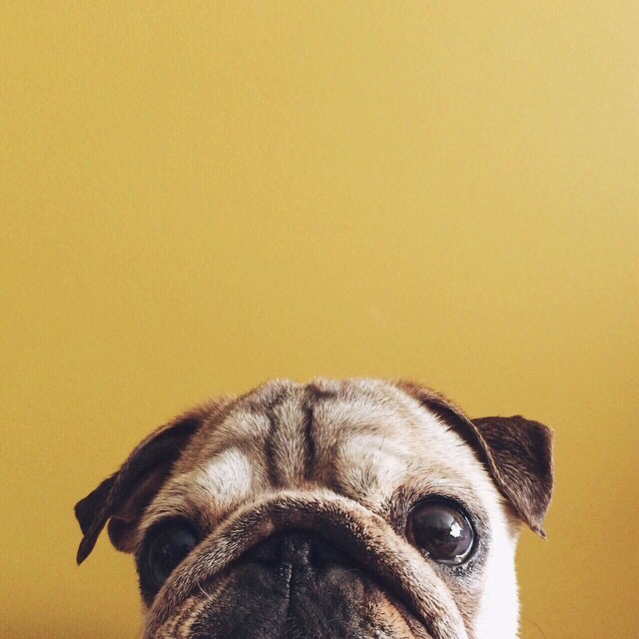 Preppy Dogs Wallpapers - Wallpaper Cave