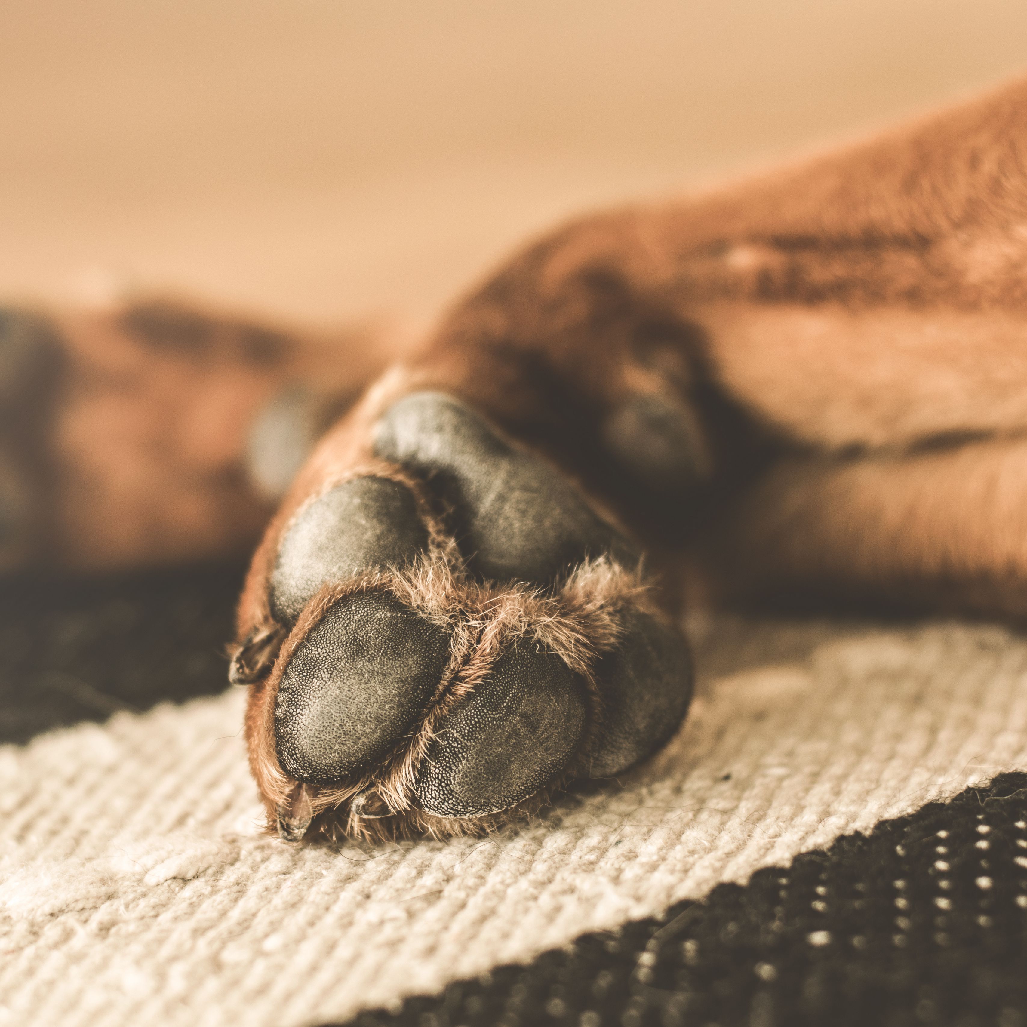 Preppy Dogs Wallpapers - Wallpaper Cave