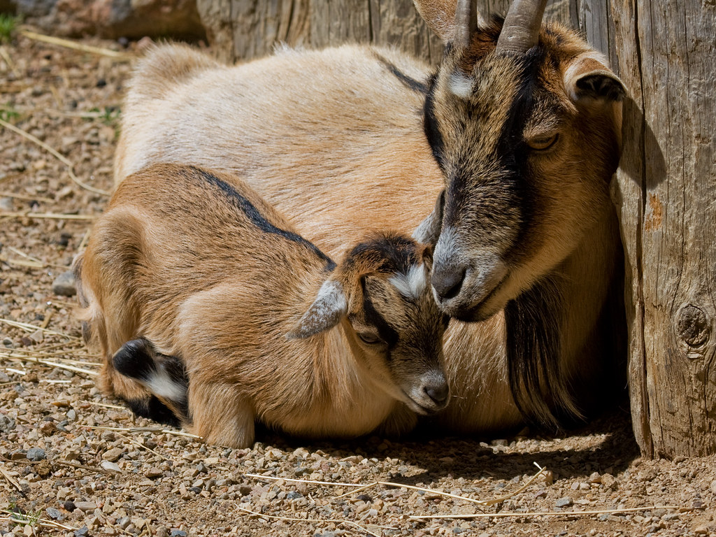 Mom And Baby Goat Wallpapers - Wallpaper Cave