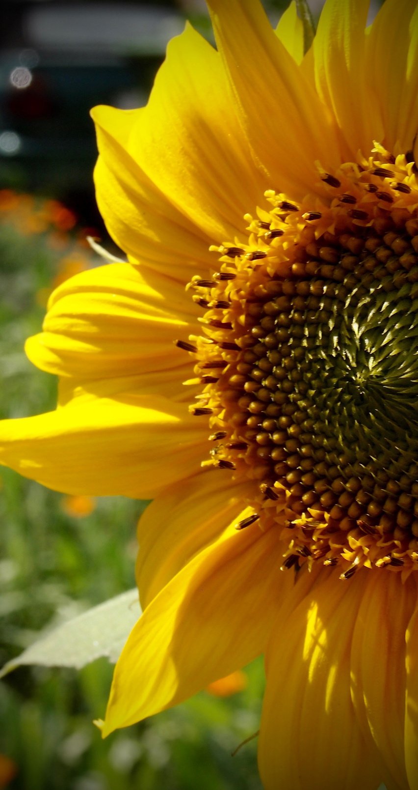 Spring Smartphone Wallpapers - Wallpaper Cave