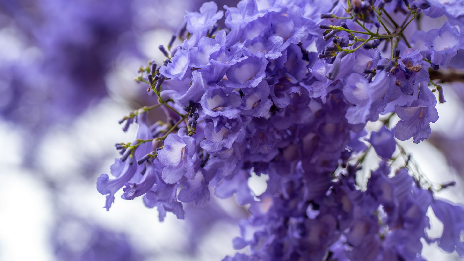 Purple Flowers Spring Wallpapers - Wallpaper Cave